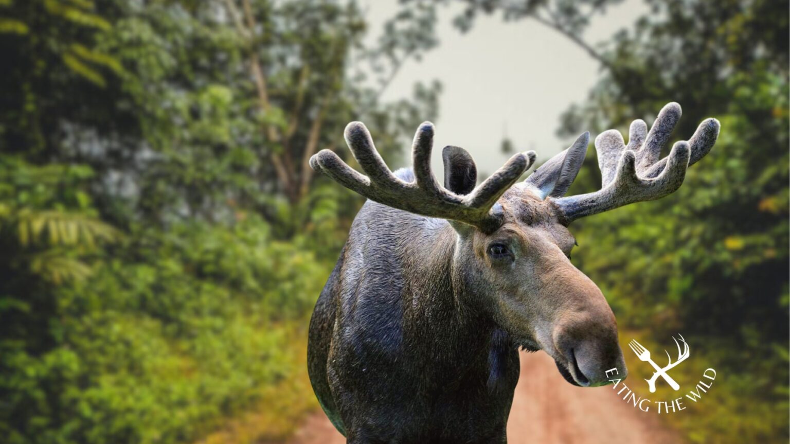 Hunting Seasons in North Dakota - eatingthewild.com