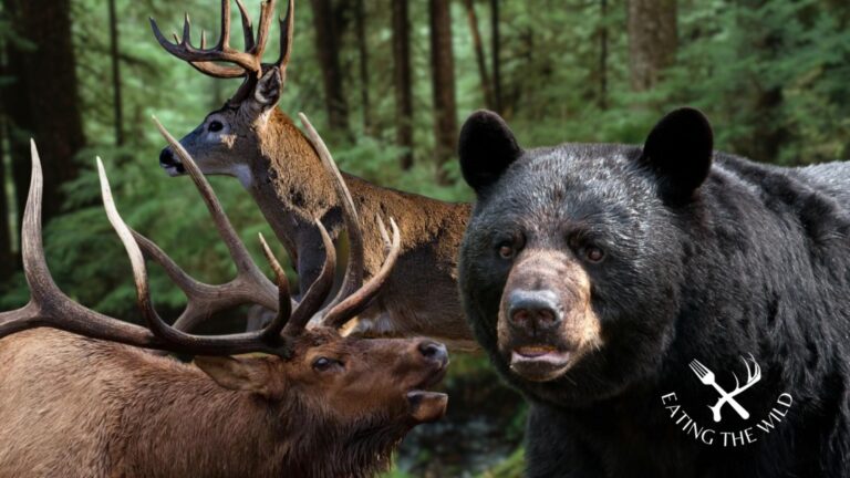 Hunting Seasons in Massachusetts - eatingthewild.com