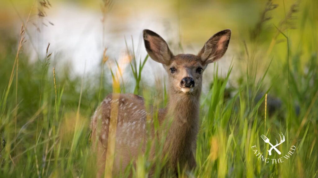 How Fast Does A Deer Run? - eatingthewild.com