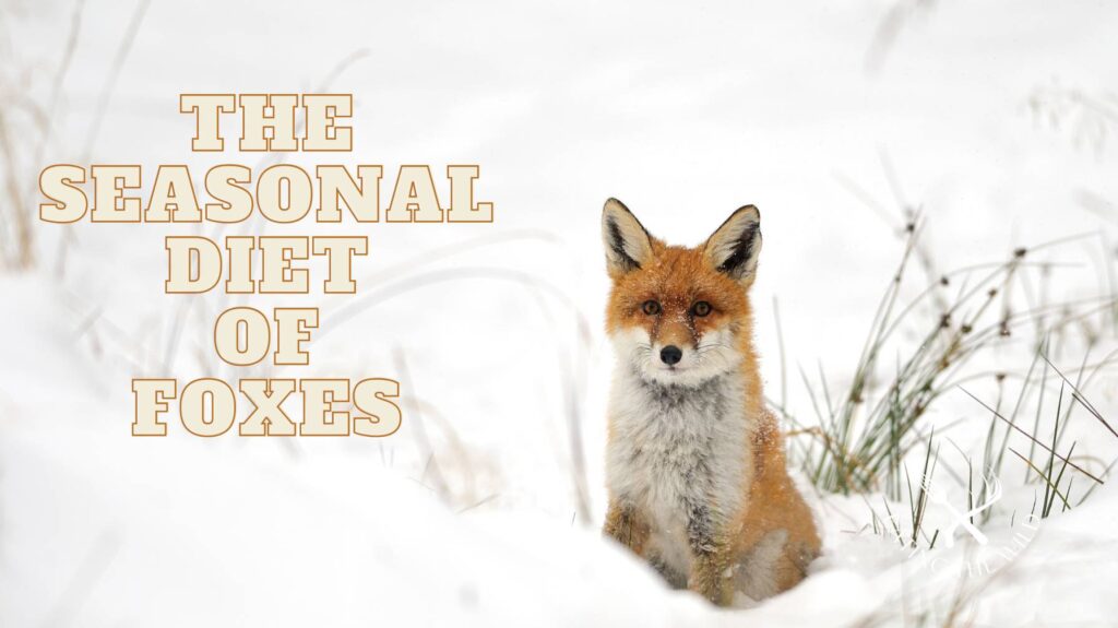 Do Fox Eat Deer? | All You Need to Know! - eatingthewild.com