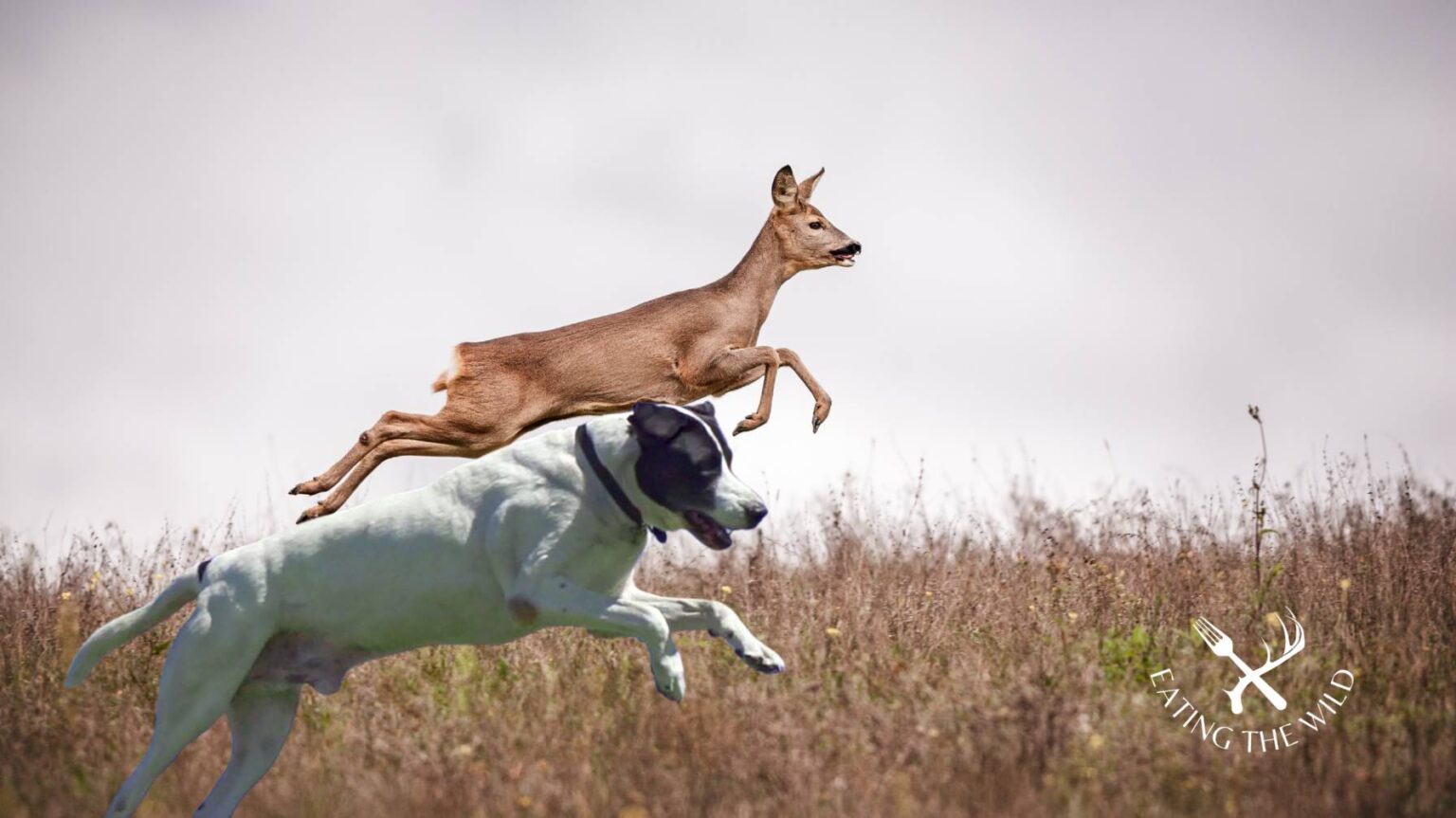 How Fast Does A Deer Run? - eatingthewild.com