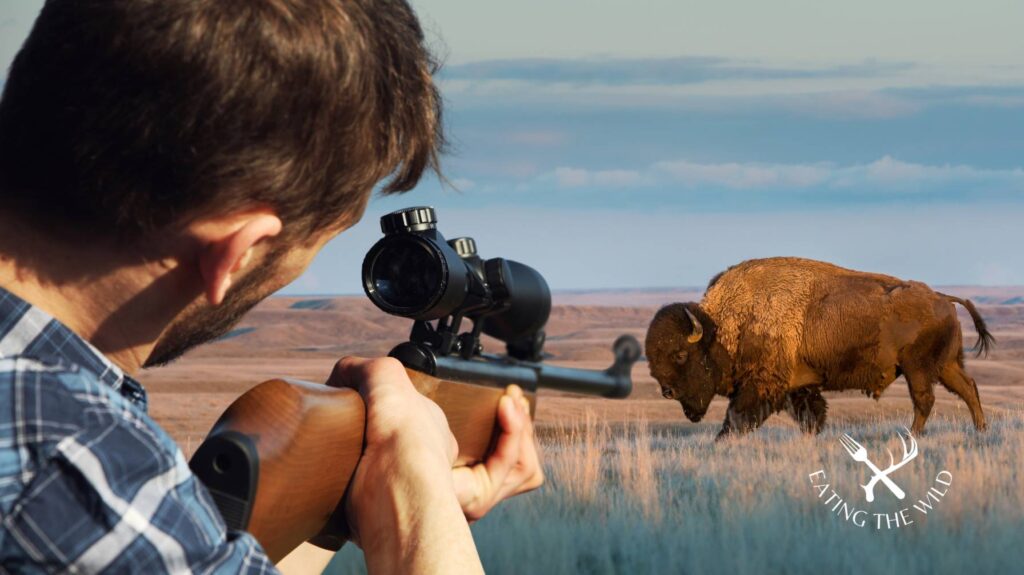 Hunting Bison: Complete Guide - eatingthewild.com