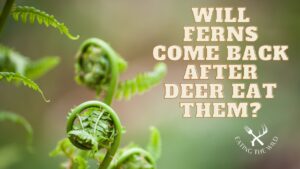 Do Deer Eat Ferns? The 8 Best Deer Resistant Ferns For Your Garden ...
